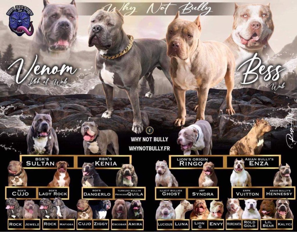 Les Mariages WhyNotBully - Elevage American Bully